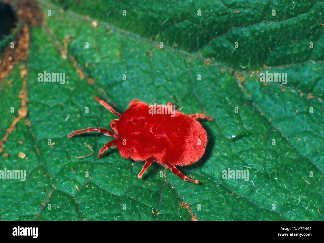 velvet mite (Trombidium holosericeum), on green leaf Stock Photo - Alamy