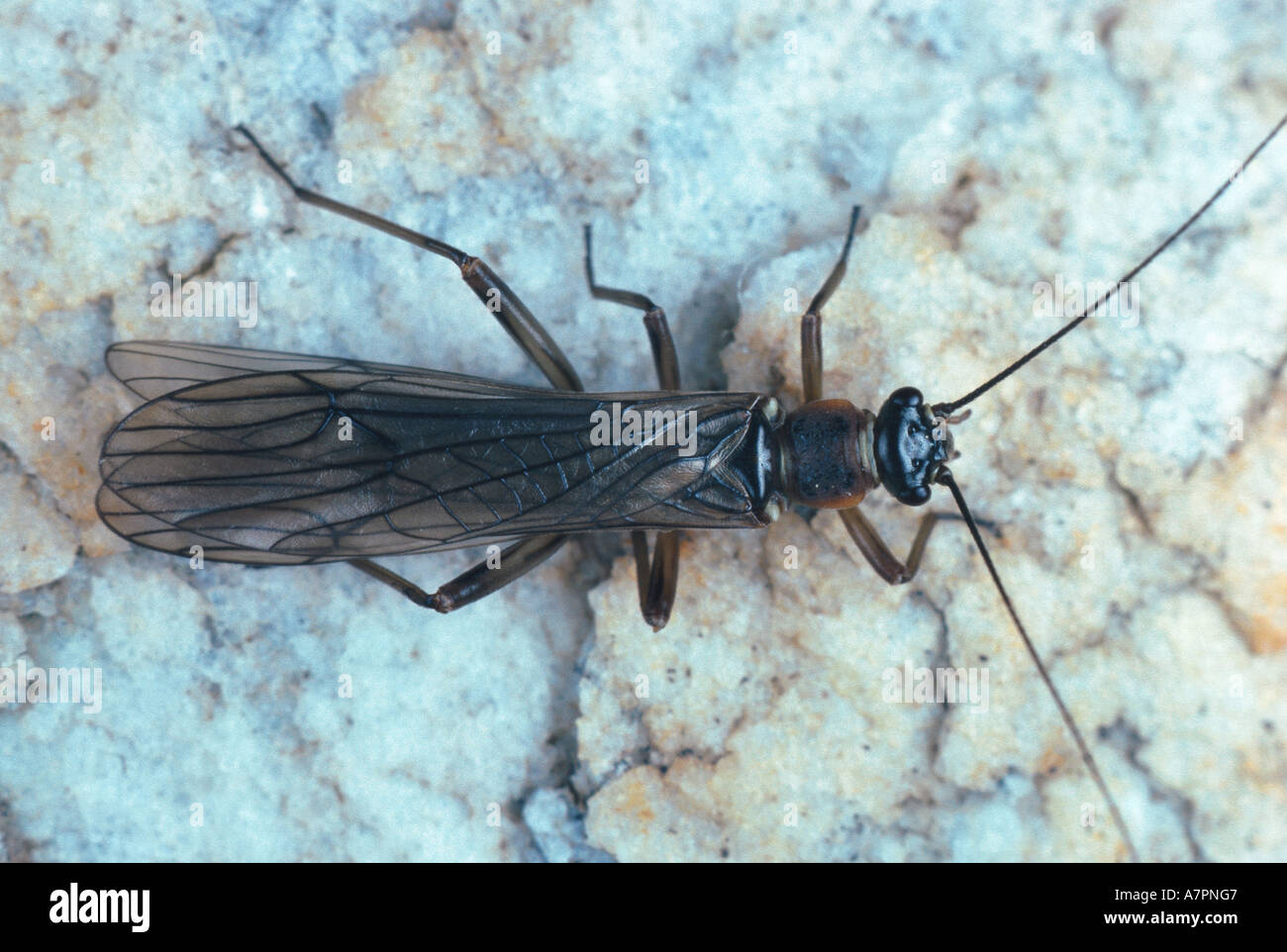 Stonefly nemoura cinerea hi-res stock photography and images - Alamy
