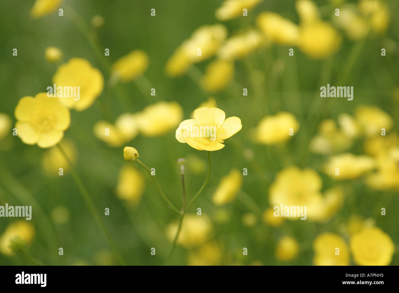field buttercup, corn buttercup (Ranunculus arvensis), Germany, North ...