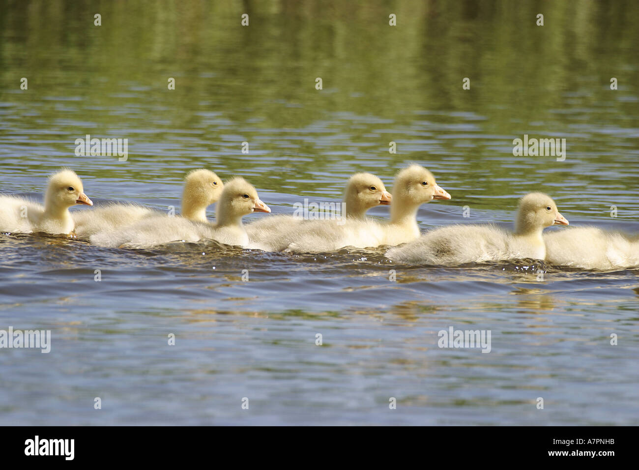 Alkmaar weber six group groups neat cute droll sweet swimming hi-res ...
