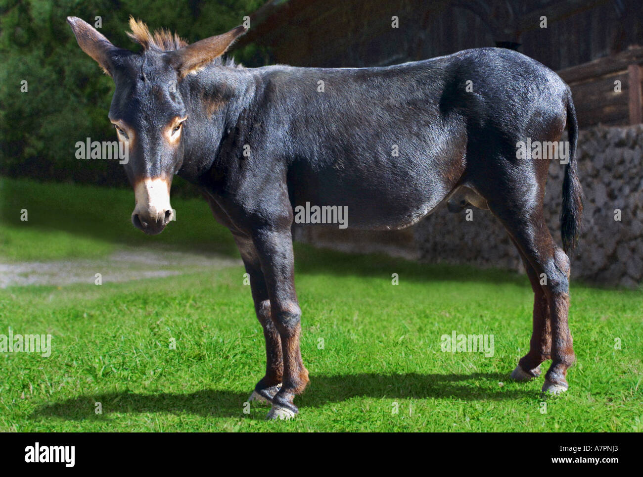Hinny hi-res stock photography and images - Alamy