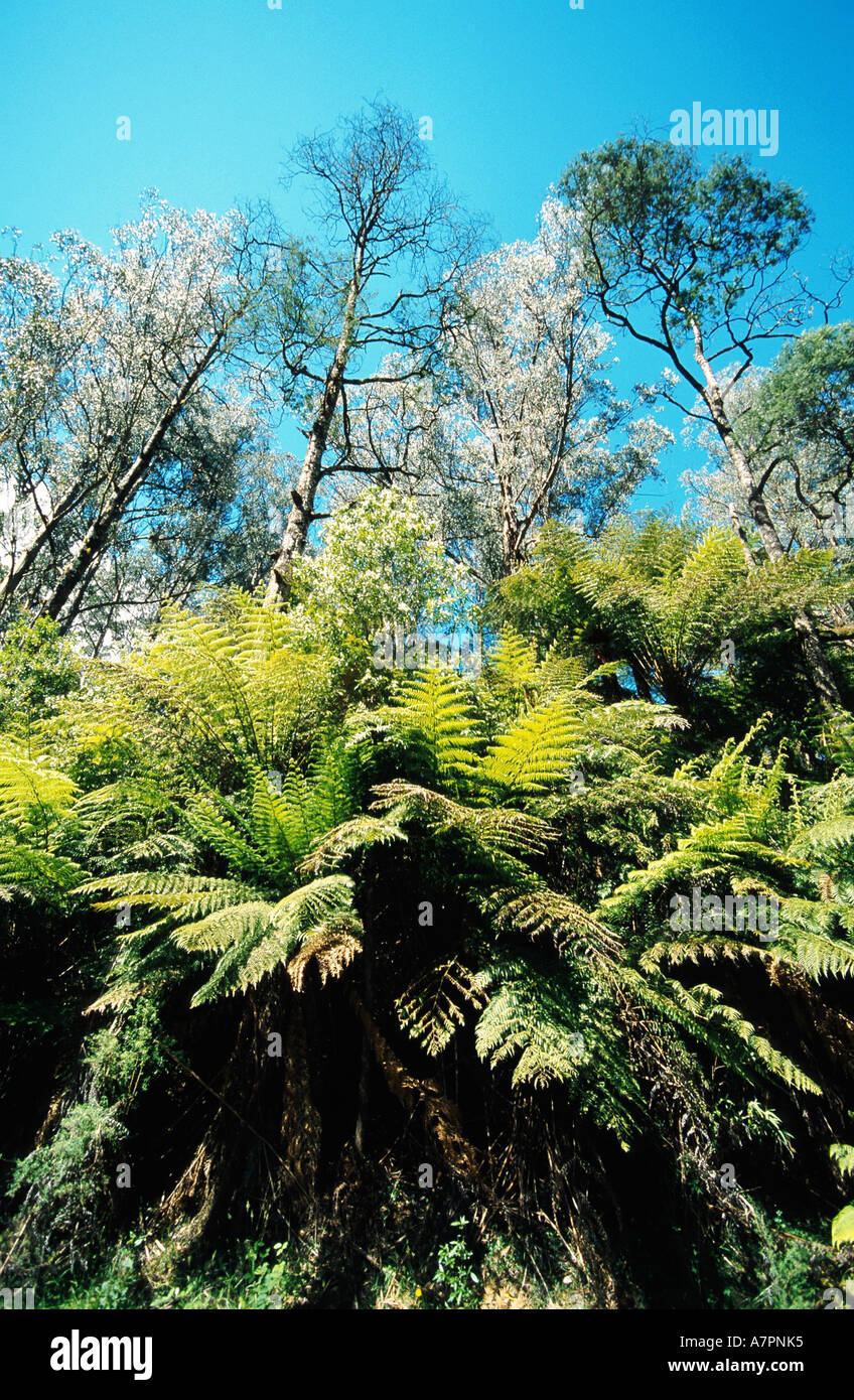 mountain ash, Victorian ash (Eucalyptus regnans), is said to be the ...