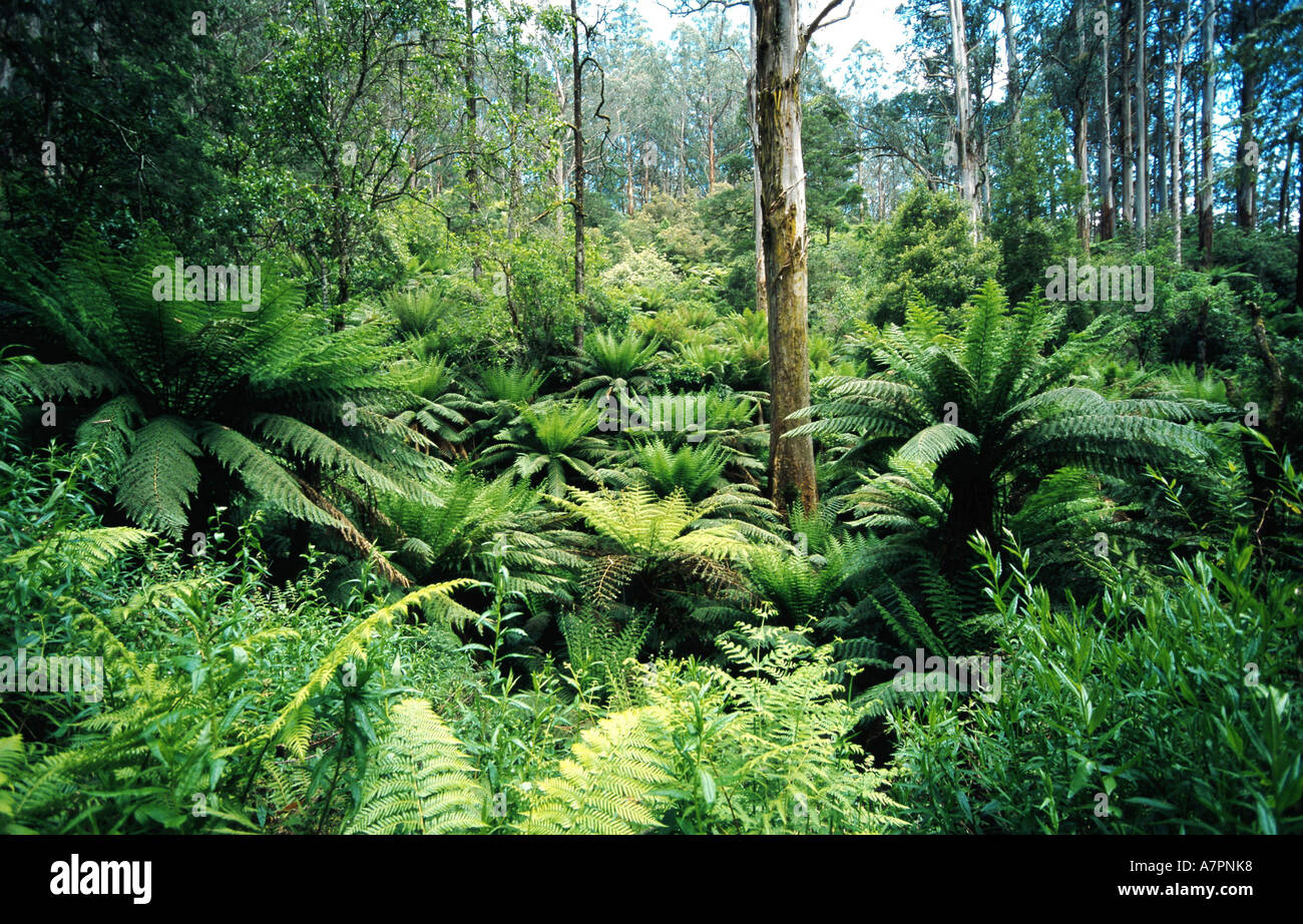Australian mountain ash forest hi-res stock photography and images - Alamy