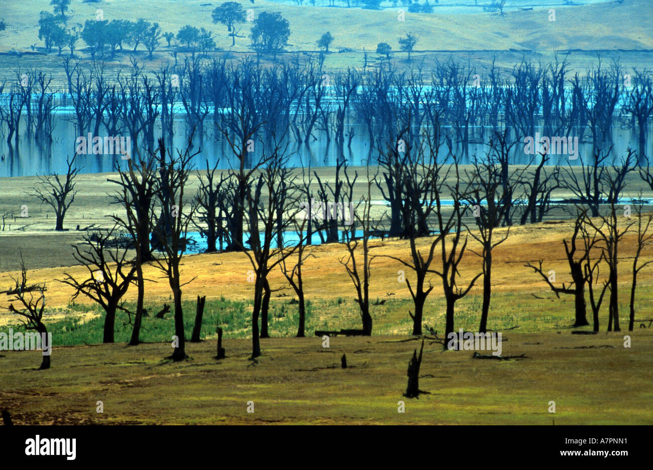 eucalyptus (Eucalyptus spec.), death trees in water reservoir ...