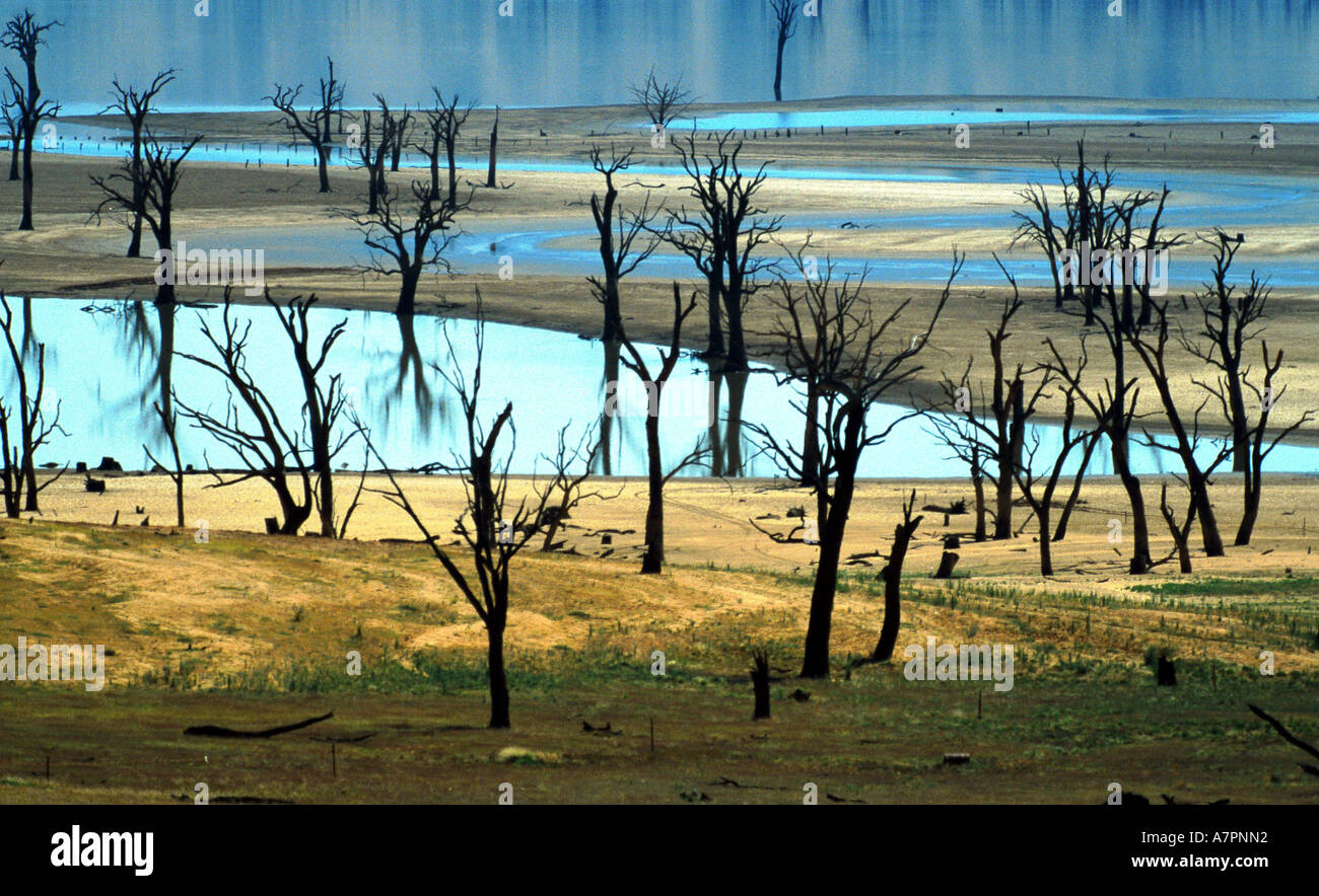 eucalyptus (Eucalyptus spec.), death trees in water reservoir ...