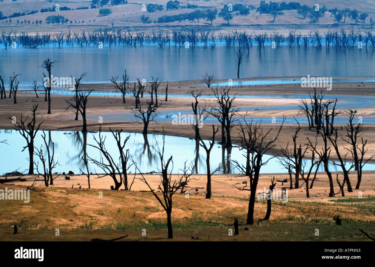 eucalyptus (Eucalyptus spec.), death trees in water reservoir ...