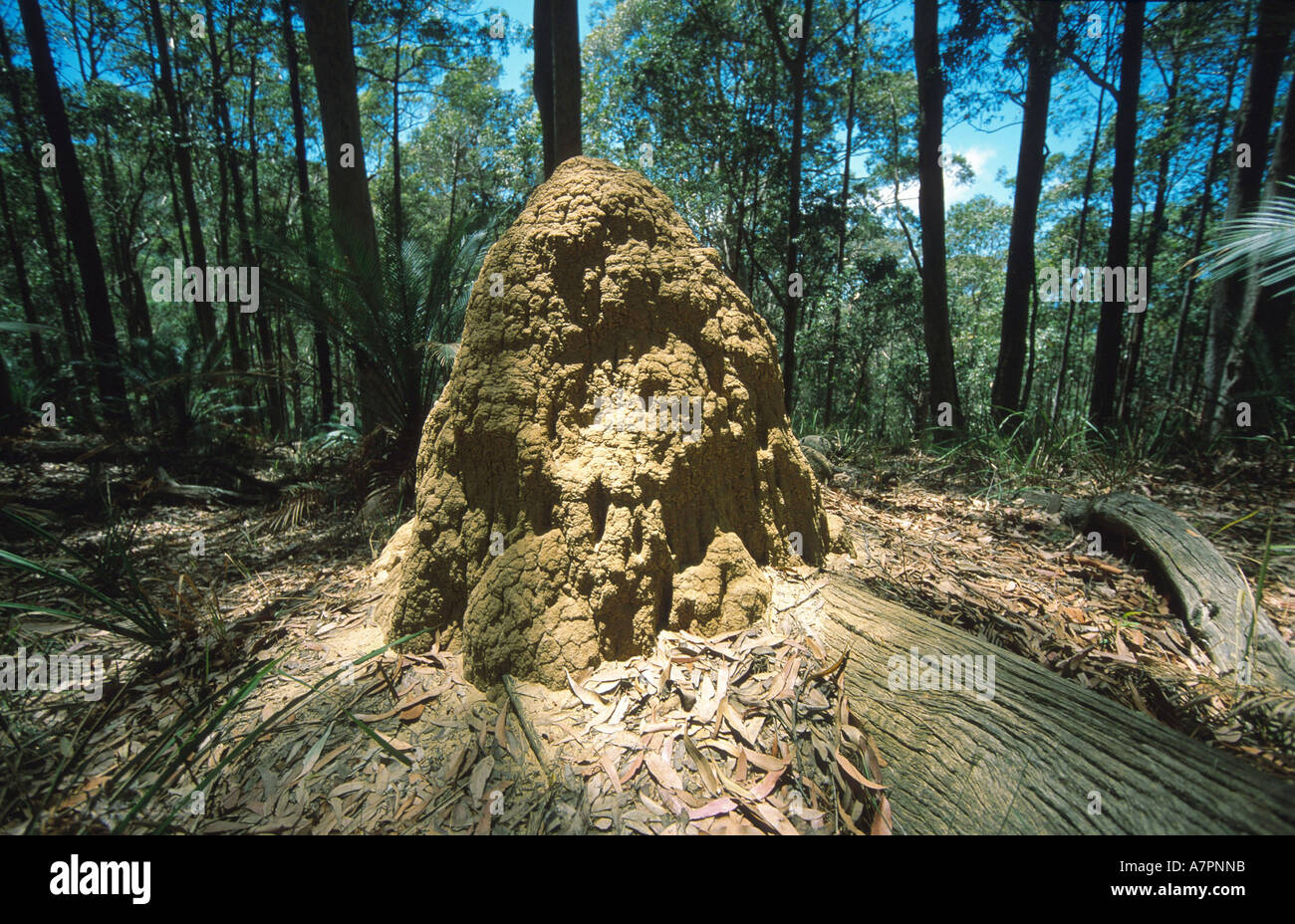 termite (Isoptera), termite mound in eucalyptus forest, Australia ...