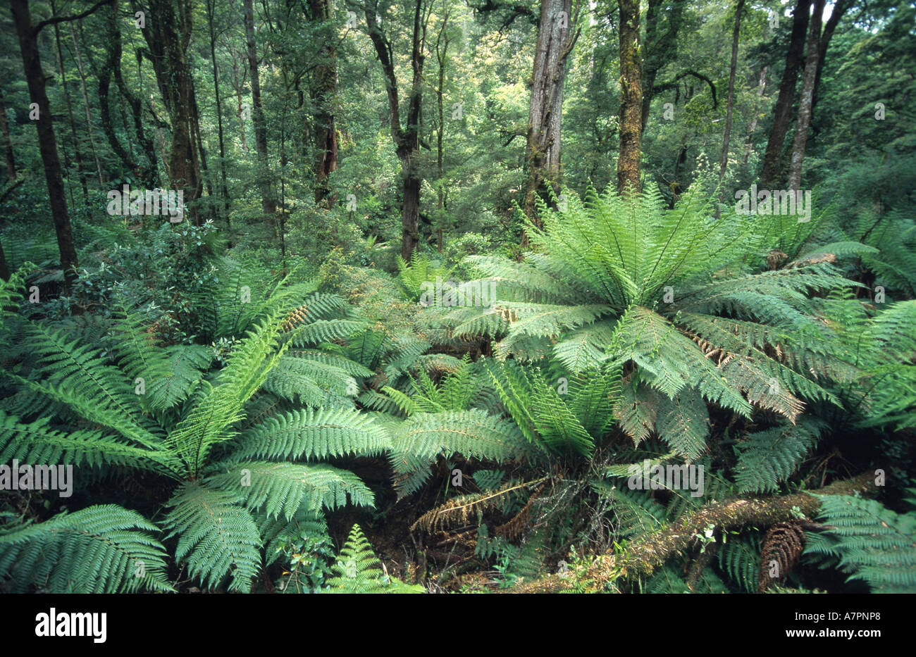 rain forest, rainforest, with great ferns, Australia, Suedkueste Stock ...