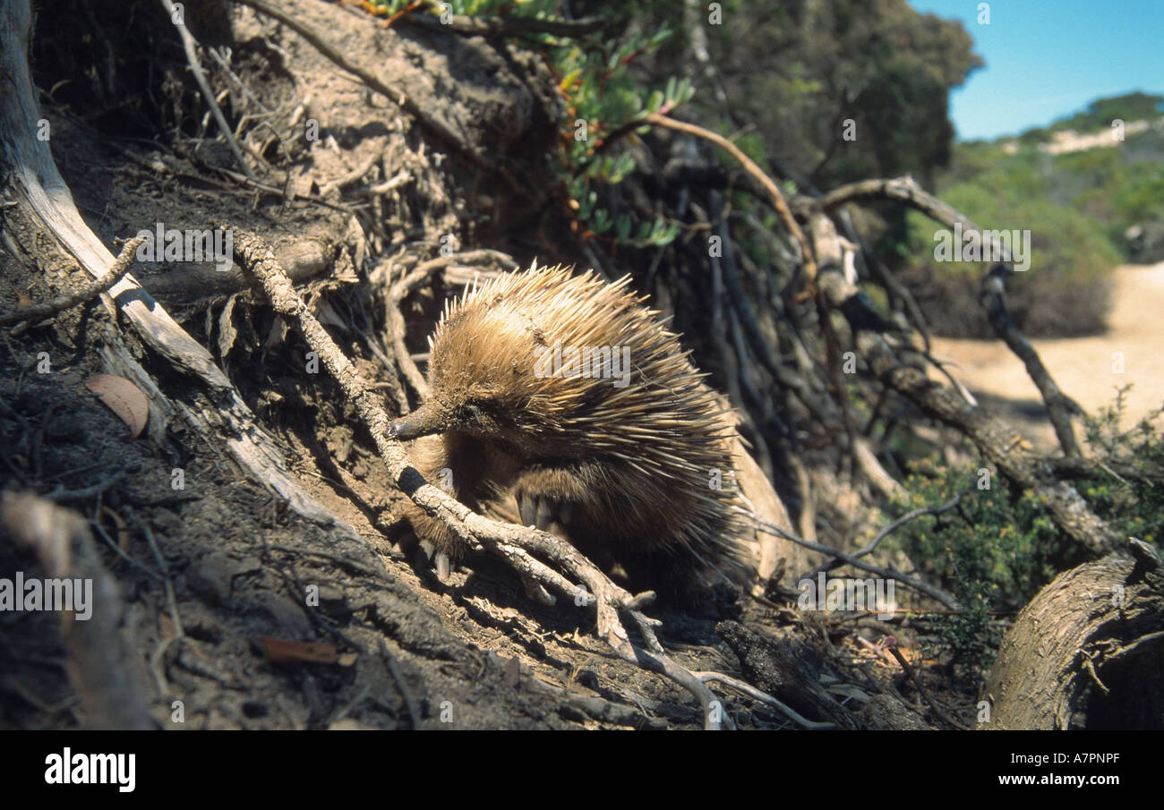 echidnas, spiny anteaters (Tachyglossidae), climbing over a root at the ...