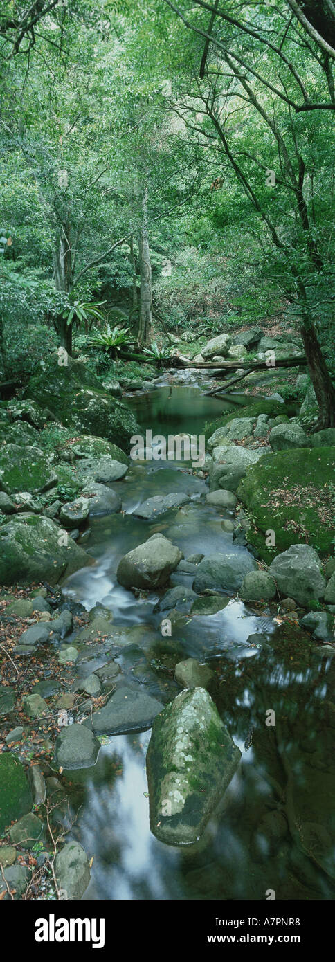 rain forest creek, rainforest, Australia Stock Photo - Alamy