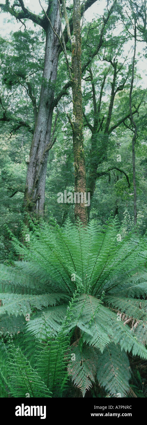 rain forest, rainforest, with great ferns, Australia, Suedkueste Stock ...