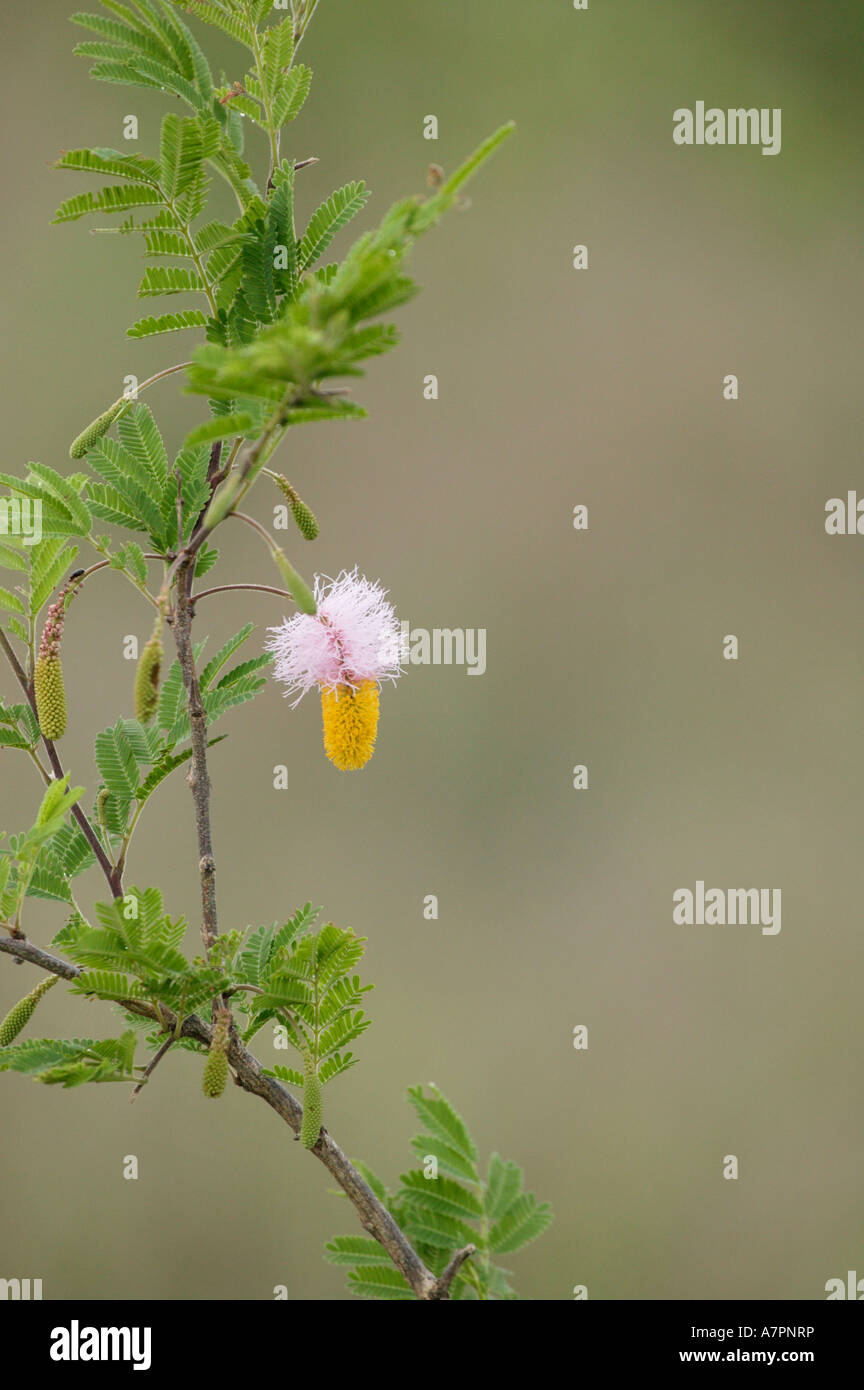 Sickle bush or Chinese lantern flower Dichrostachys cinerea a common ...