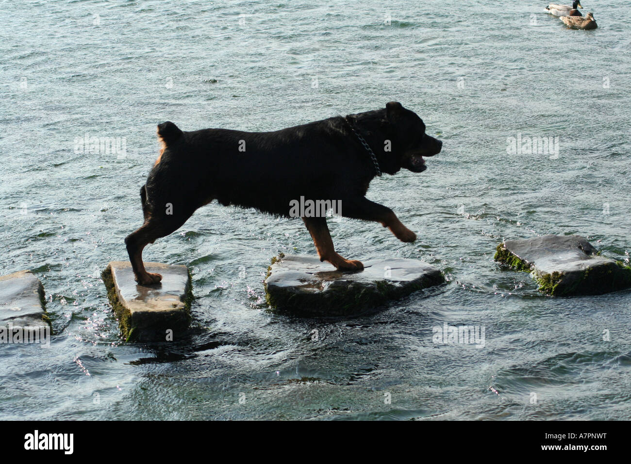 Dog on Stepping Stones River Ogmore Stock Photo - Alamy