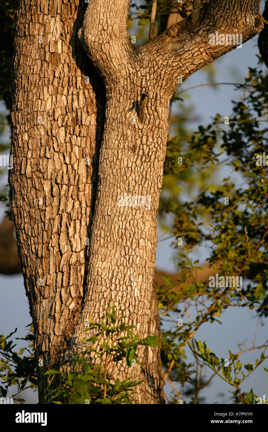 Diagnostic blocky bark of a Leadwood Combretum imberbe tree stem Sabi ...