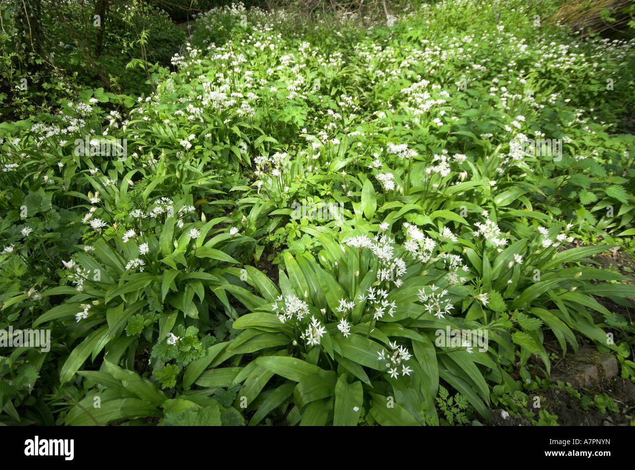Ramsons in Woodland Plants Stock Photo - Alamy