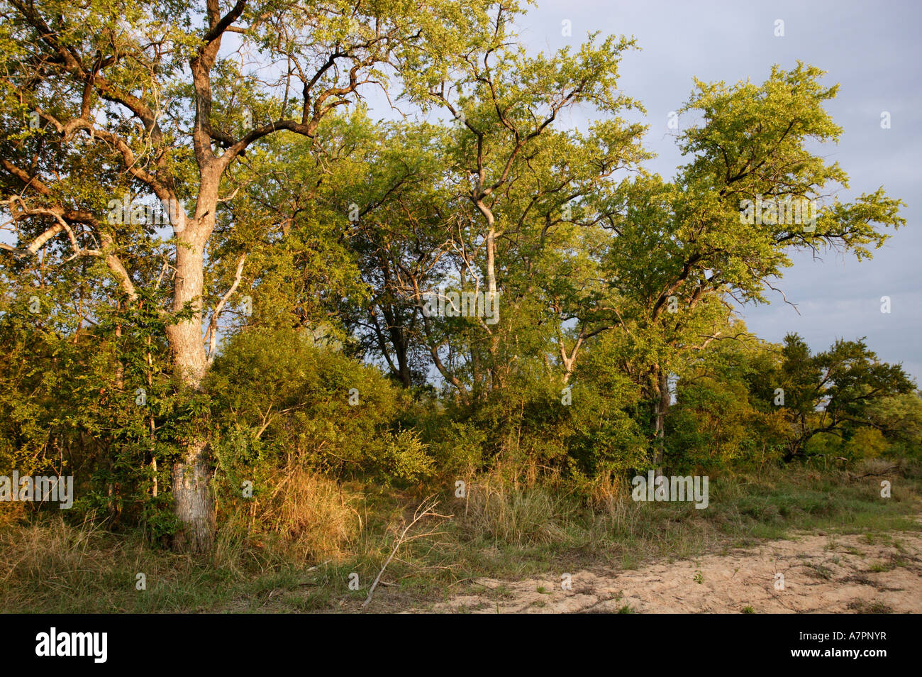 Scenic view of Leadwood trees along the banks of a dry bushveld ...