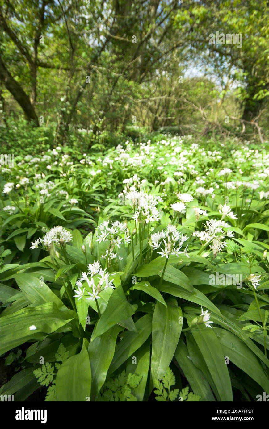 Ramsons in Woodland Plants Stock Photo - Alamy