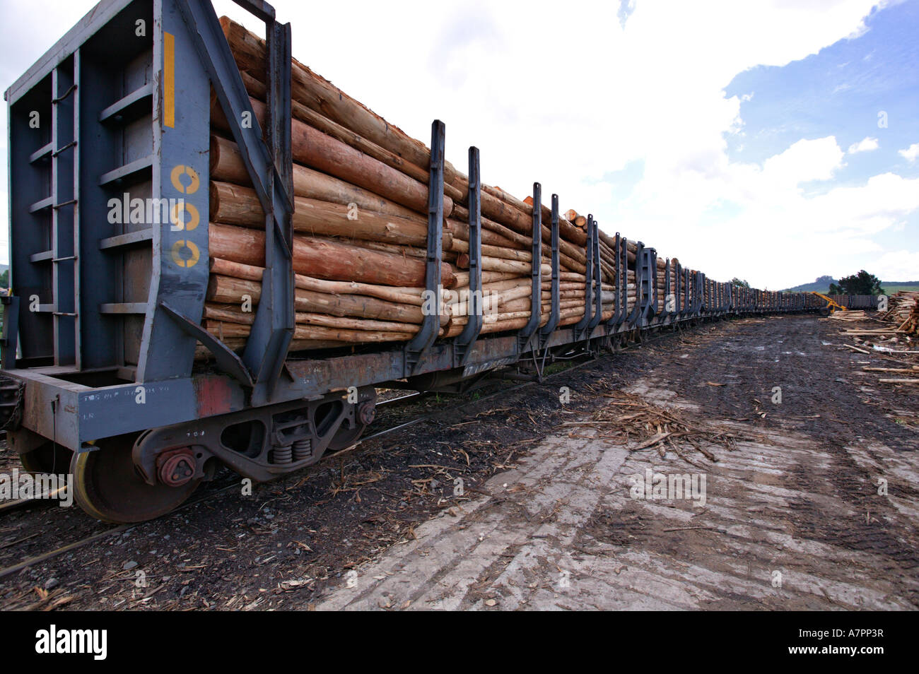 Logs loaded on a railway carriage to be transported to a sawmill ...