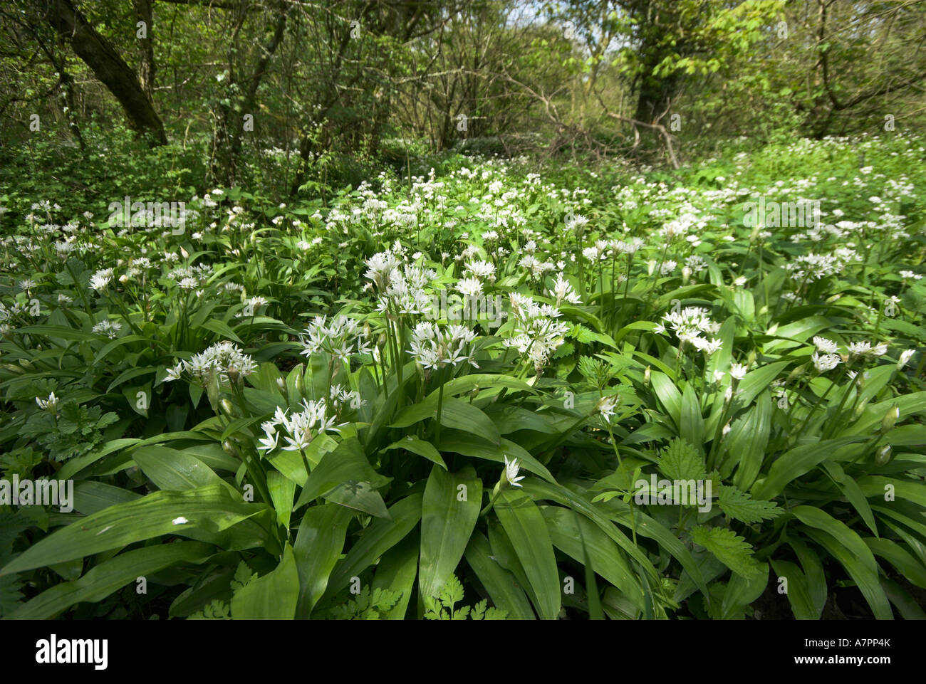 Ramsons in Woodland Plants Stock Photo - Alamy