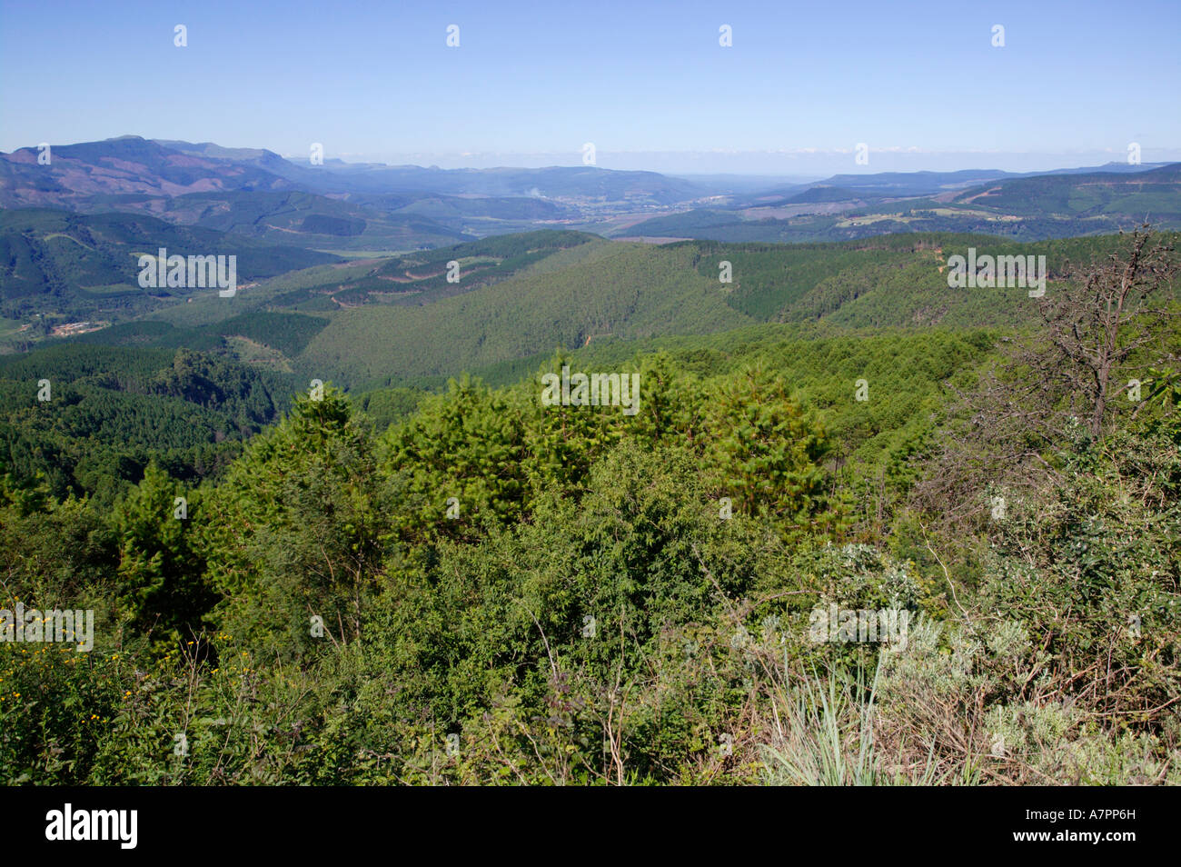 Forest plantations mpumalanga hi-res stock photography and images - Alamy