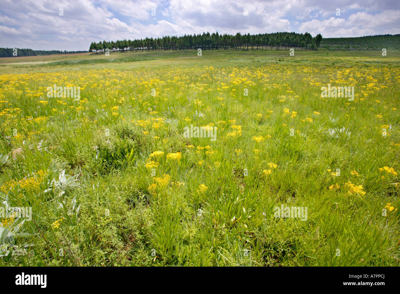 Scenic summer view of wildflowers in a highveld grassland with a ...