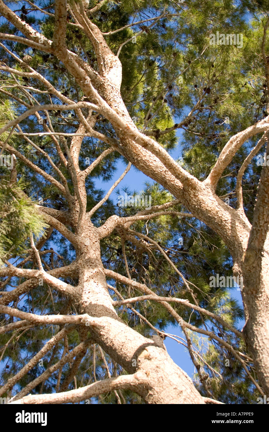 Unique shape of Pine tree in Las Vegas, Nevada Stock Photo - Alamy