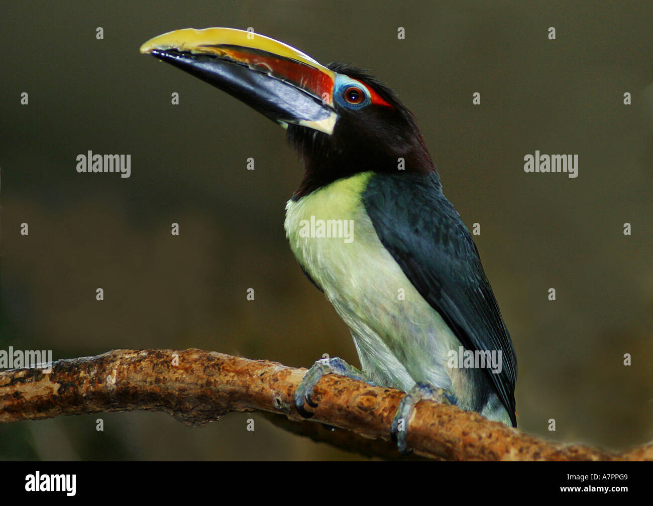 green aracari (Pteroglossus viridis), sitting on a branch, lateral ...