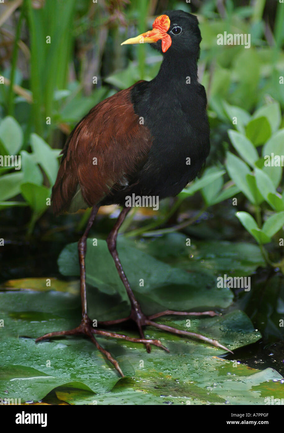 wattled jacana (Jacana jacana), standing on water-lily leaf Stock Photo ...
