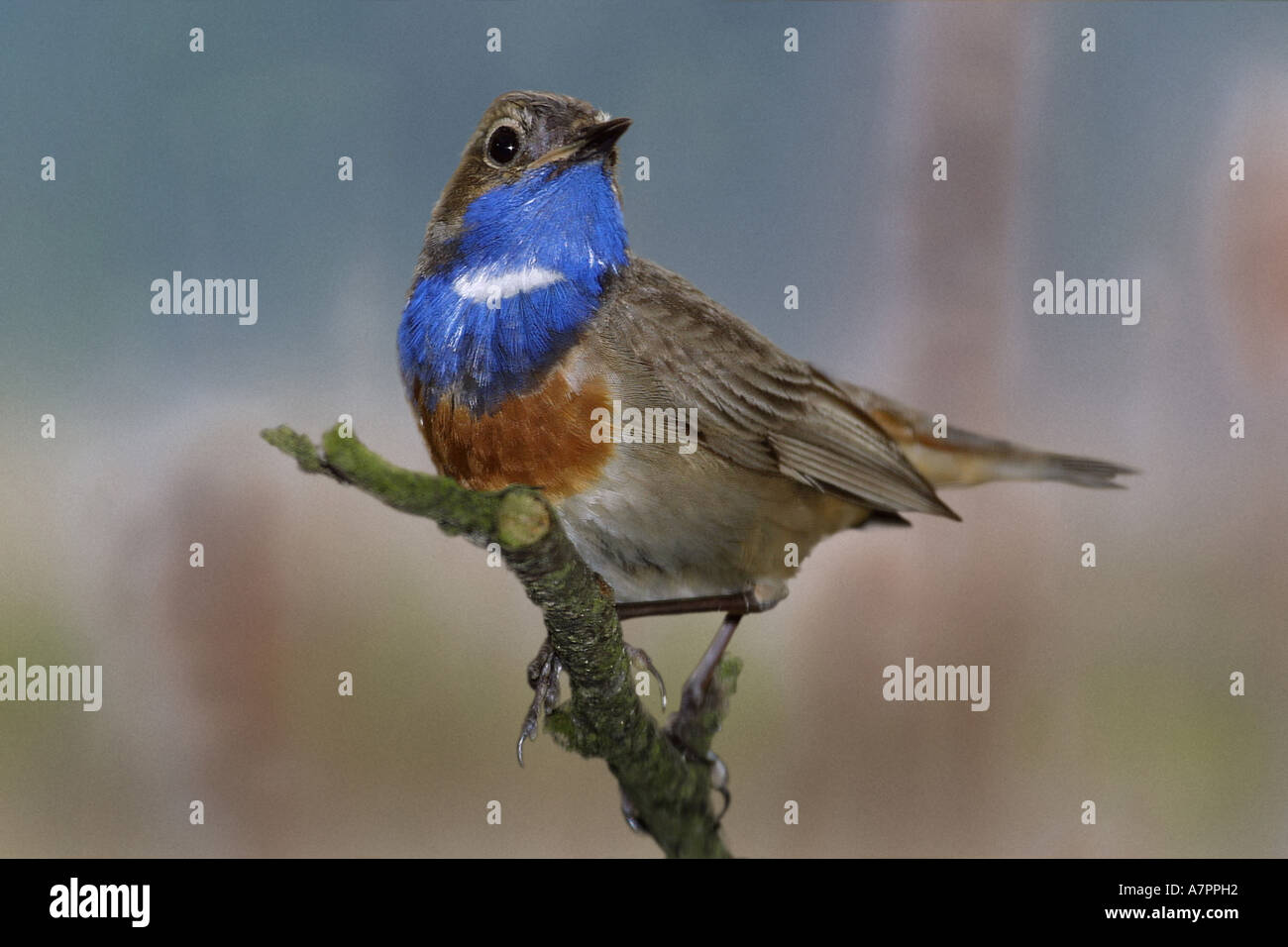 bluethroat (Luscinia svecica, Cyanosylvia svecia), male in breeding ...