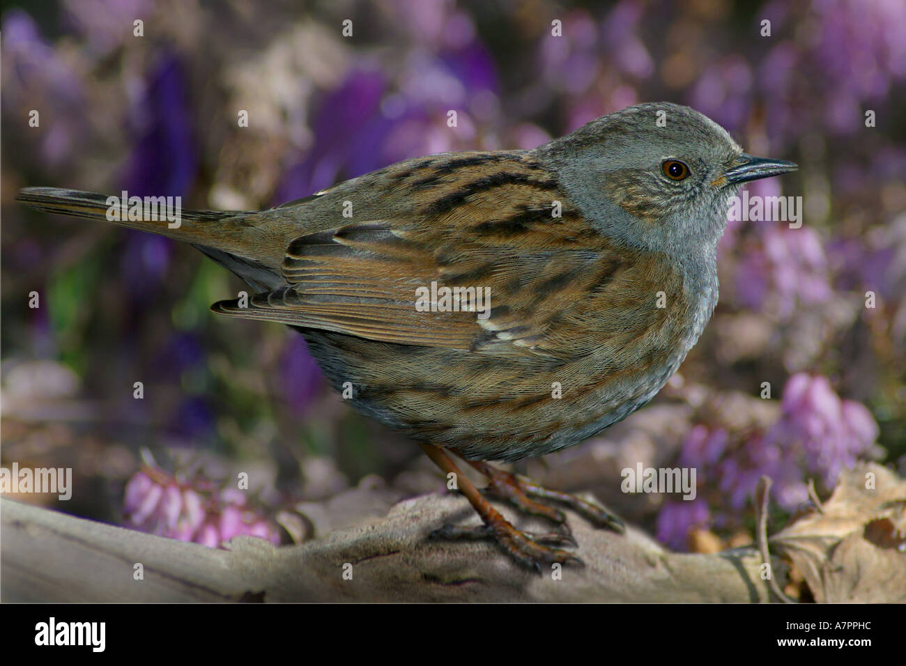 dunnock (Prunella modularis), sitting on a branch, lateral Stock Photo ...