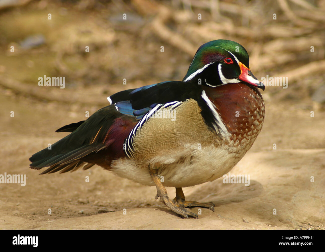 wood duck (Aix sponsa), lateral Stock Photo - Alamy