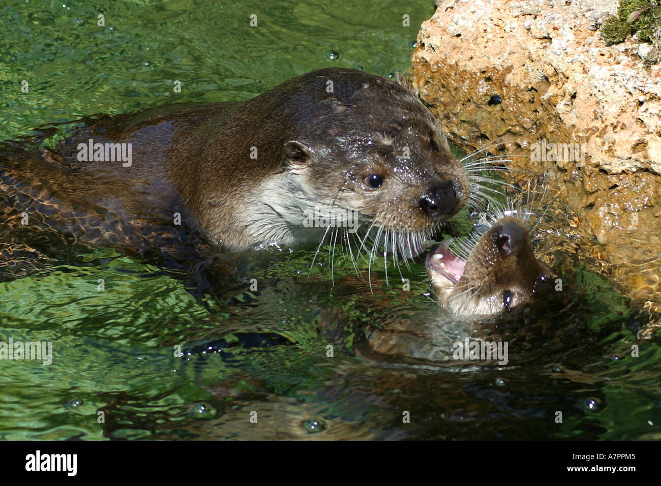 river otters (Lutra spec.), mother with cub Stock Photo - Alamy