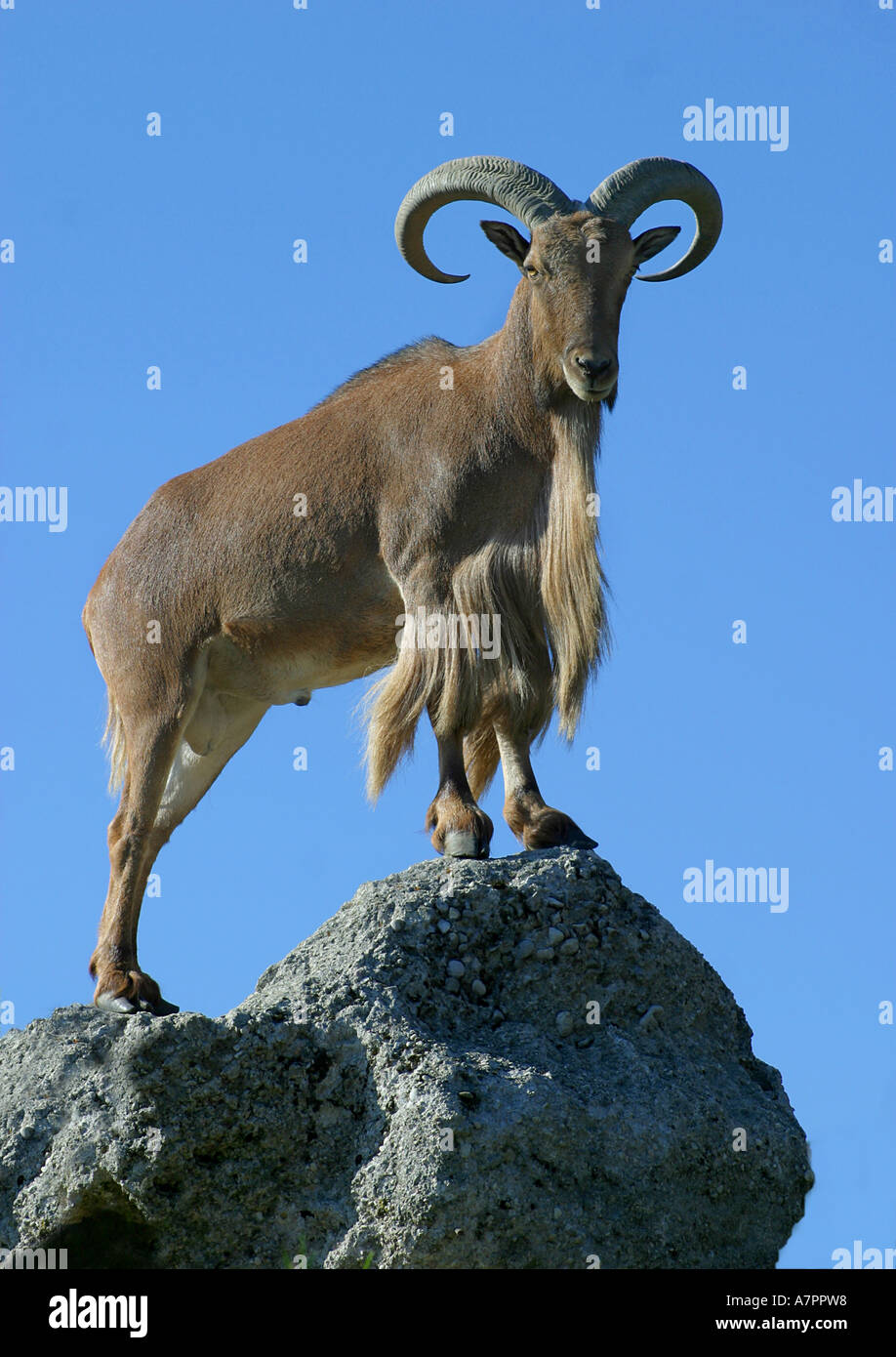 barbary sheep, aoudad (Ammotragus lervia), standing on a rock, against ...