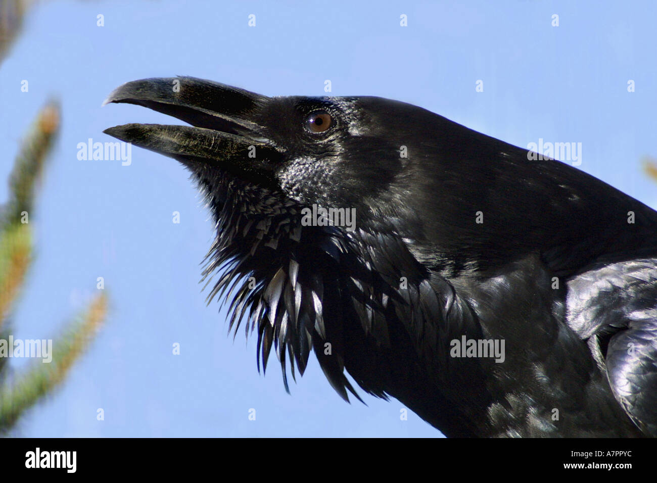 common raven (Corvus corax), portrait, lateral, croaking Stock Photo ...