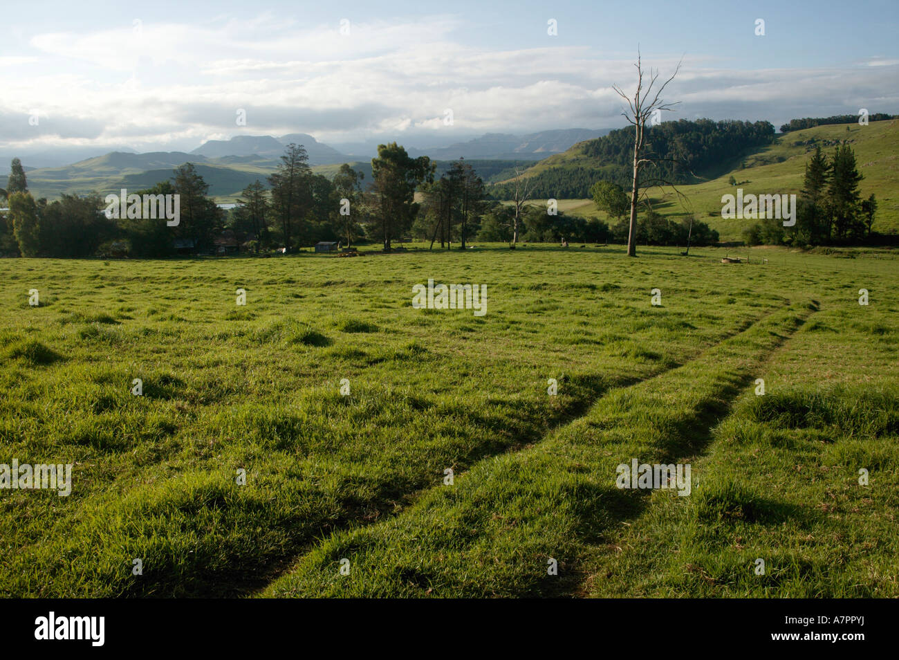 Scenic landscape with a car track running through a grassy area and ...