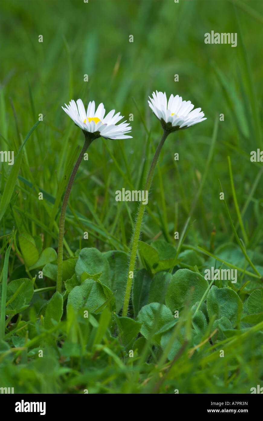 Daisy in Uncut Lawn Flower Stock Photo - Alamy