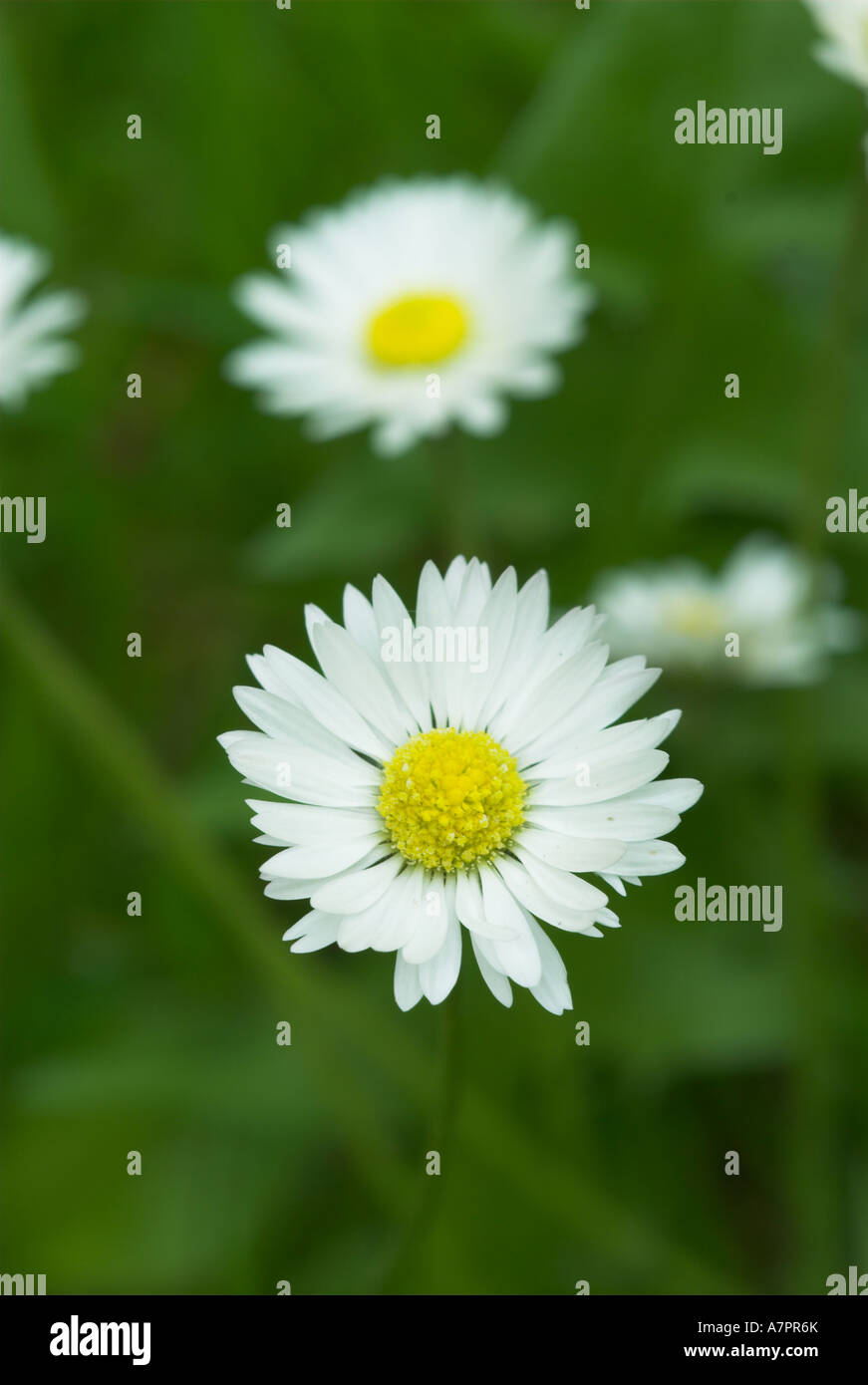 Daisy in Uncut Lawn Flower Stock Photo - Alamy
