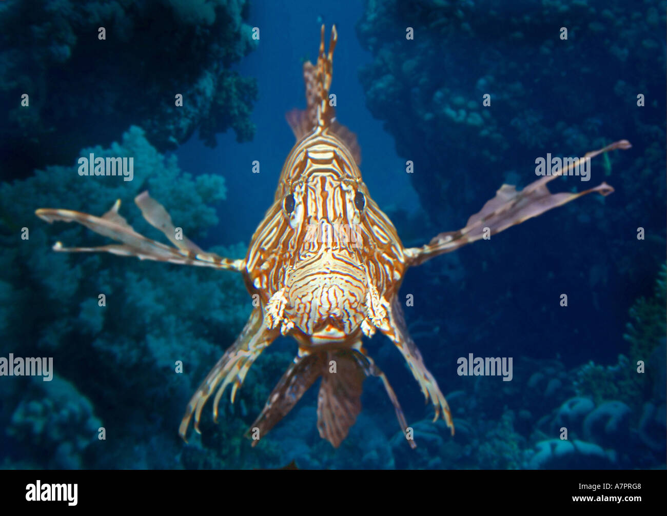 red firefish, lionfish, devil firefish, fireworkfish, red lionfish ...