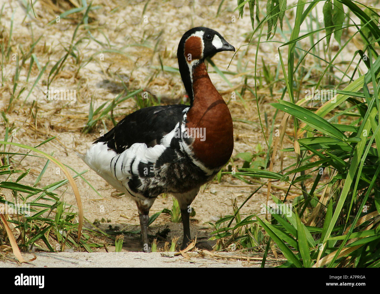 red-breasted goose (Branta ruficollis), standing among grass Stock ...