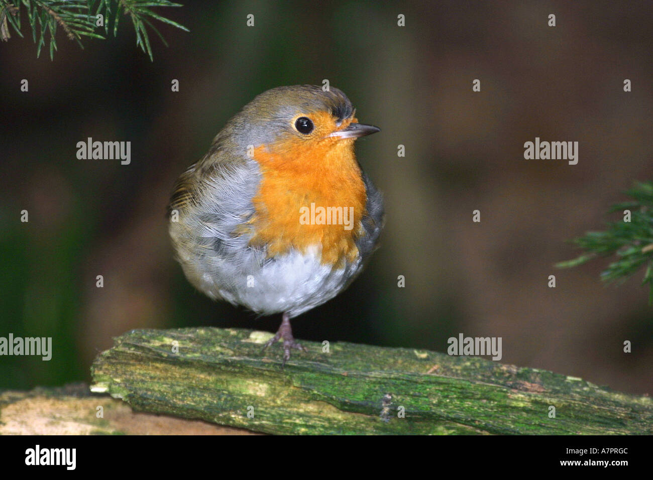 red triton, robin redbreast triton (Cymatium rubeculum), sitting on a ...