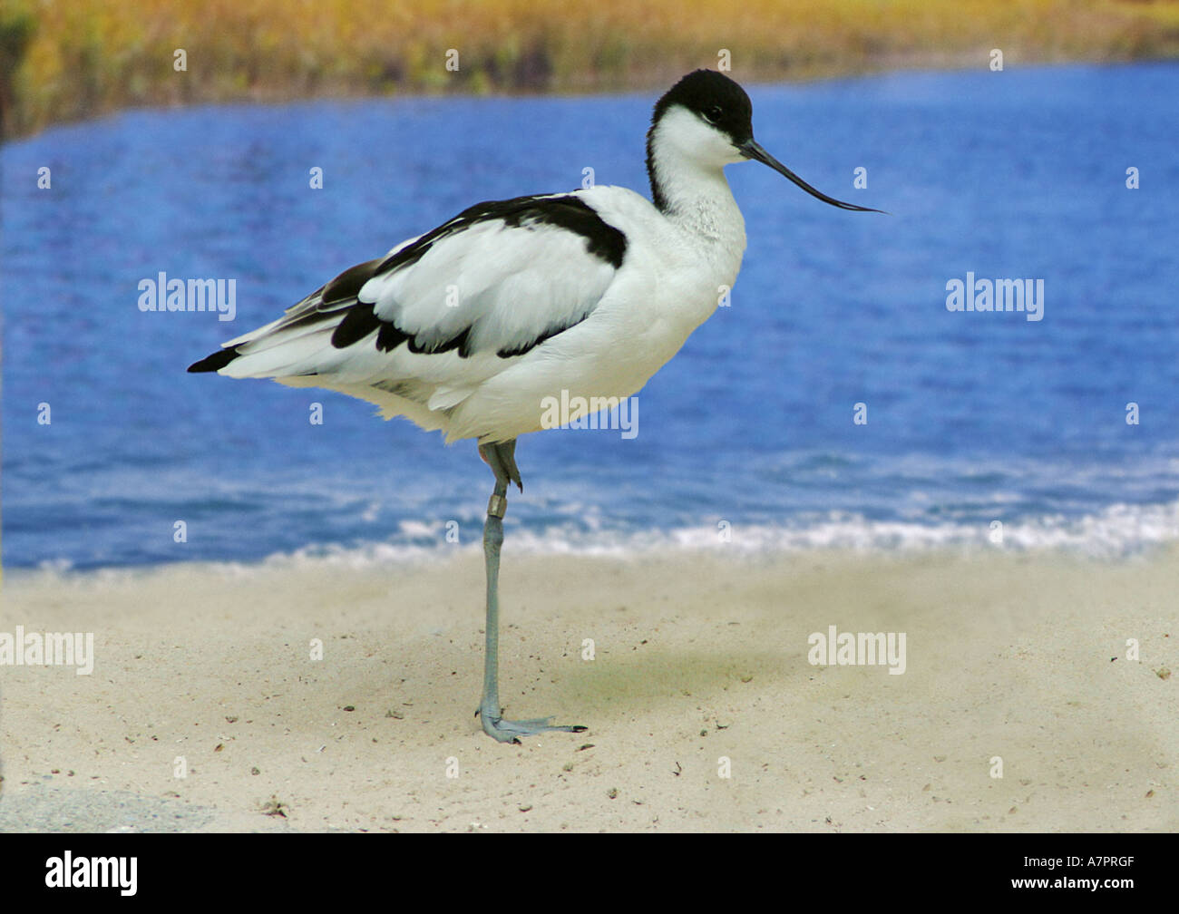 pied avocet (Recurvirostra avosetta), single individual standing on one ...