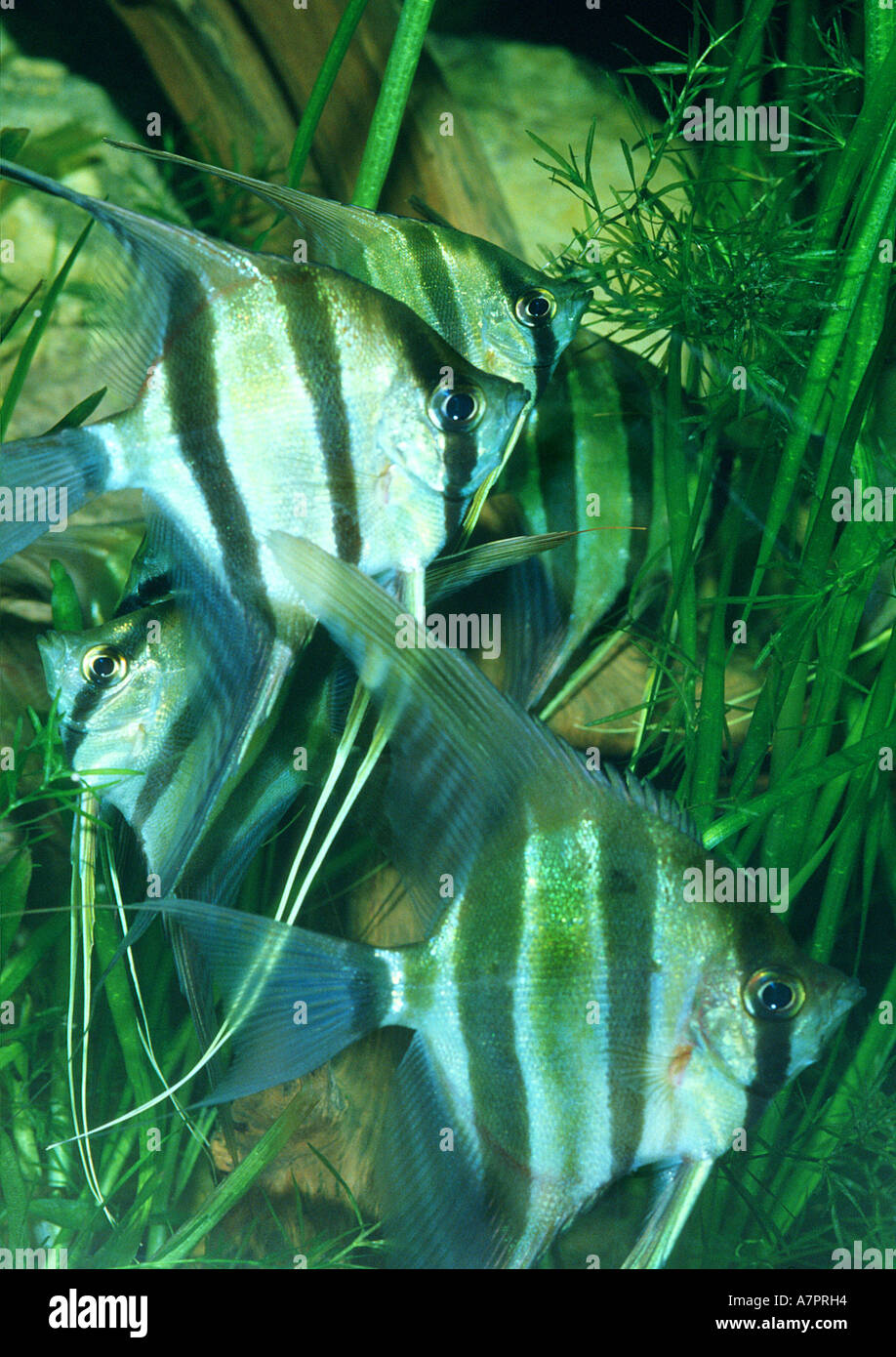 freshwater angelfish, longfin angel fish, black angelfish, scalare ...