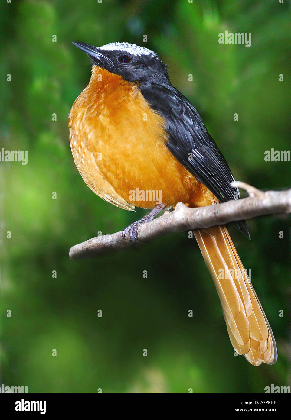 snowy-crowned robin chat (Cossypha niveicapilla), sitting on a branch ...