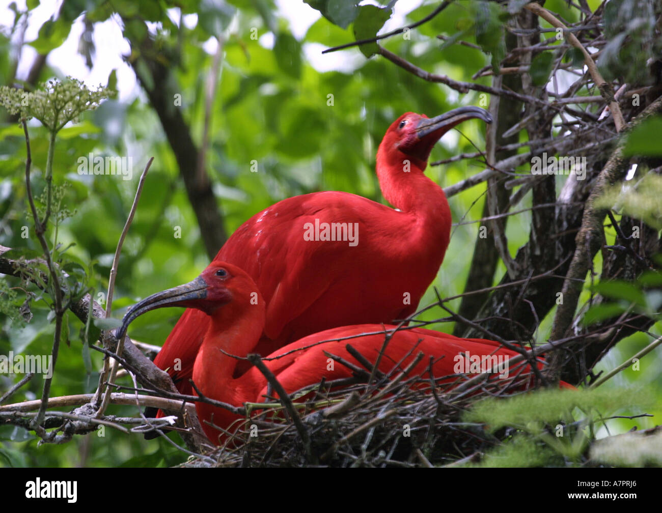 scarlet ibis (Eudocimus ruber), on nest Stock Photo - Alamy