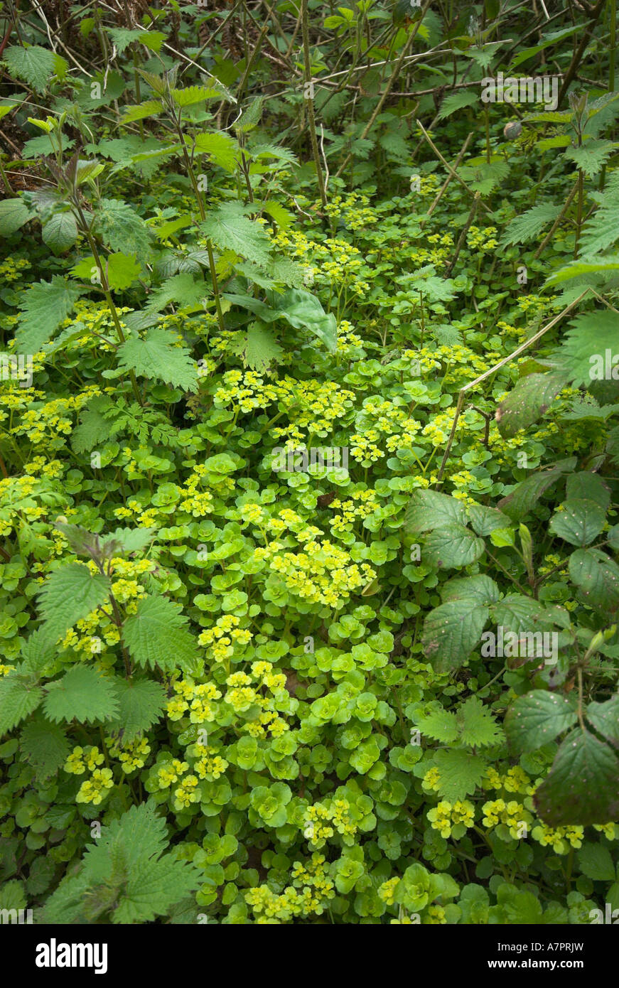 Opposite leaved Golden Saxifrage Plants Stock Photo - Alamy