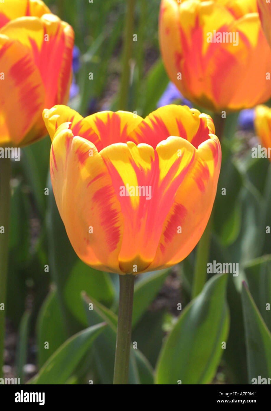 common garden tulip (Tulipa 'Banja Luka', Banja Luka), flowers Stock ...