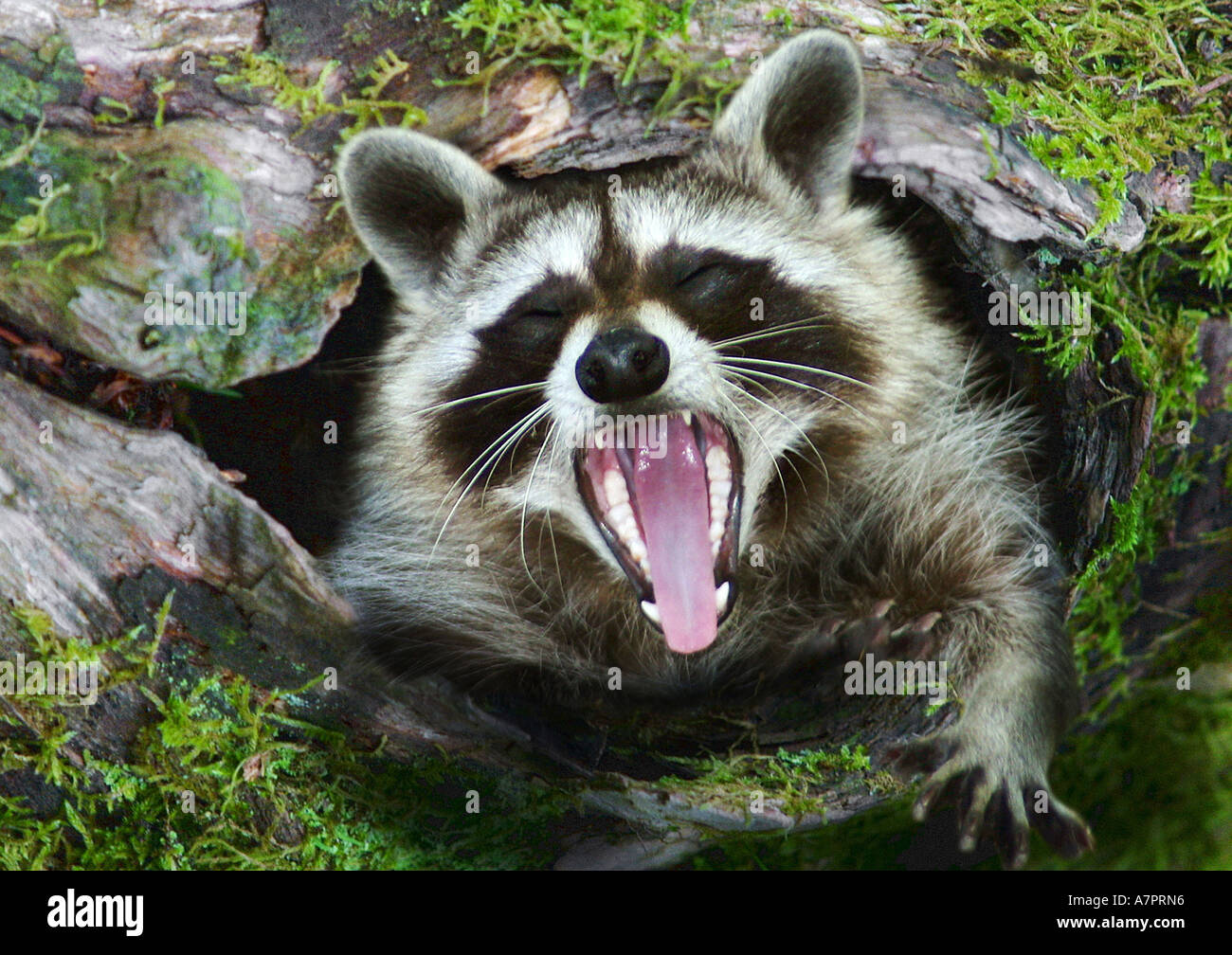 common raccoon (Procyon lotor), yawning Stock Photo - Alamy