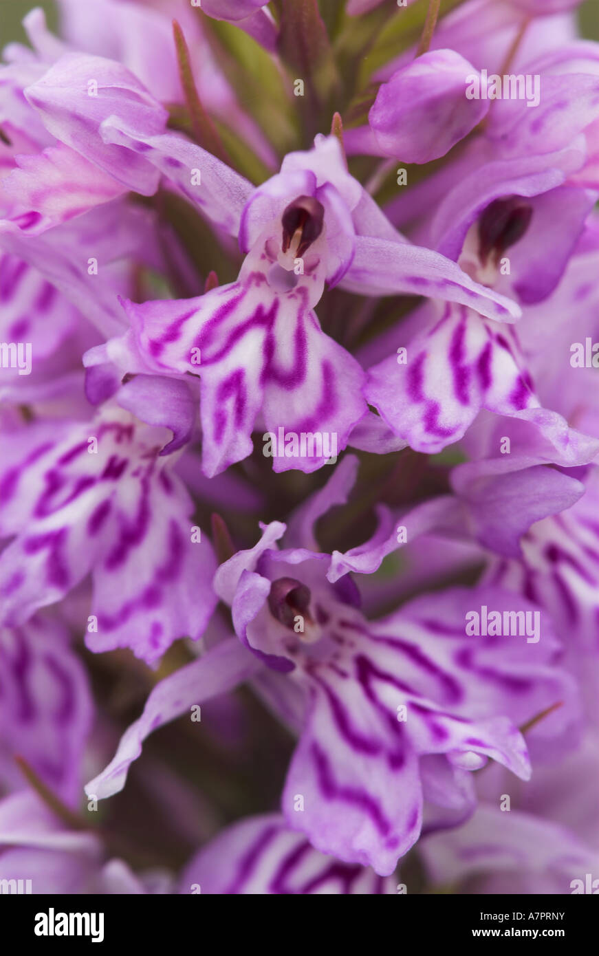 Common Spotted Orchid in Grassland Flower Stock Photo - Alamy