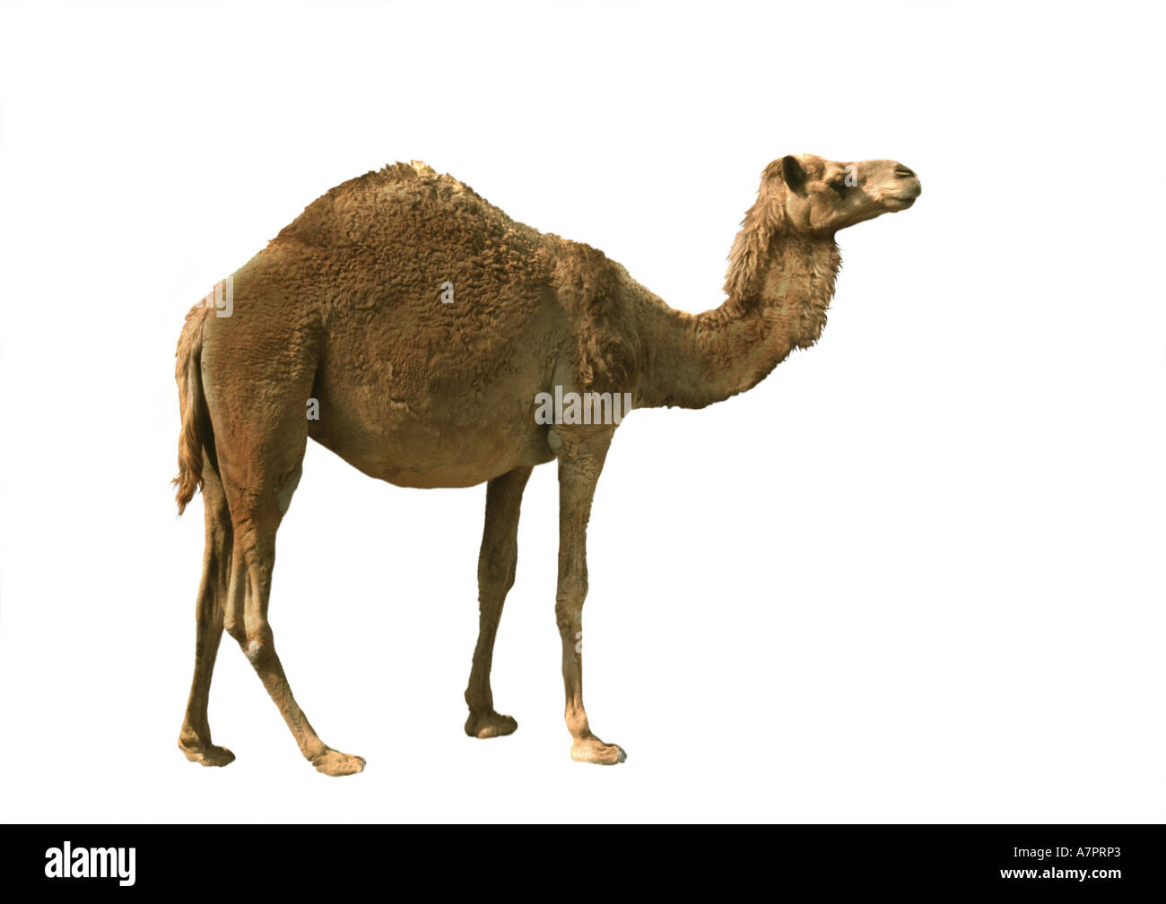 Camel Cut Out Stock Images & Pictures - Alamy