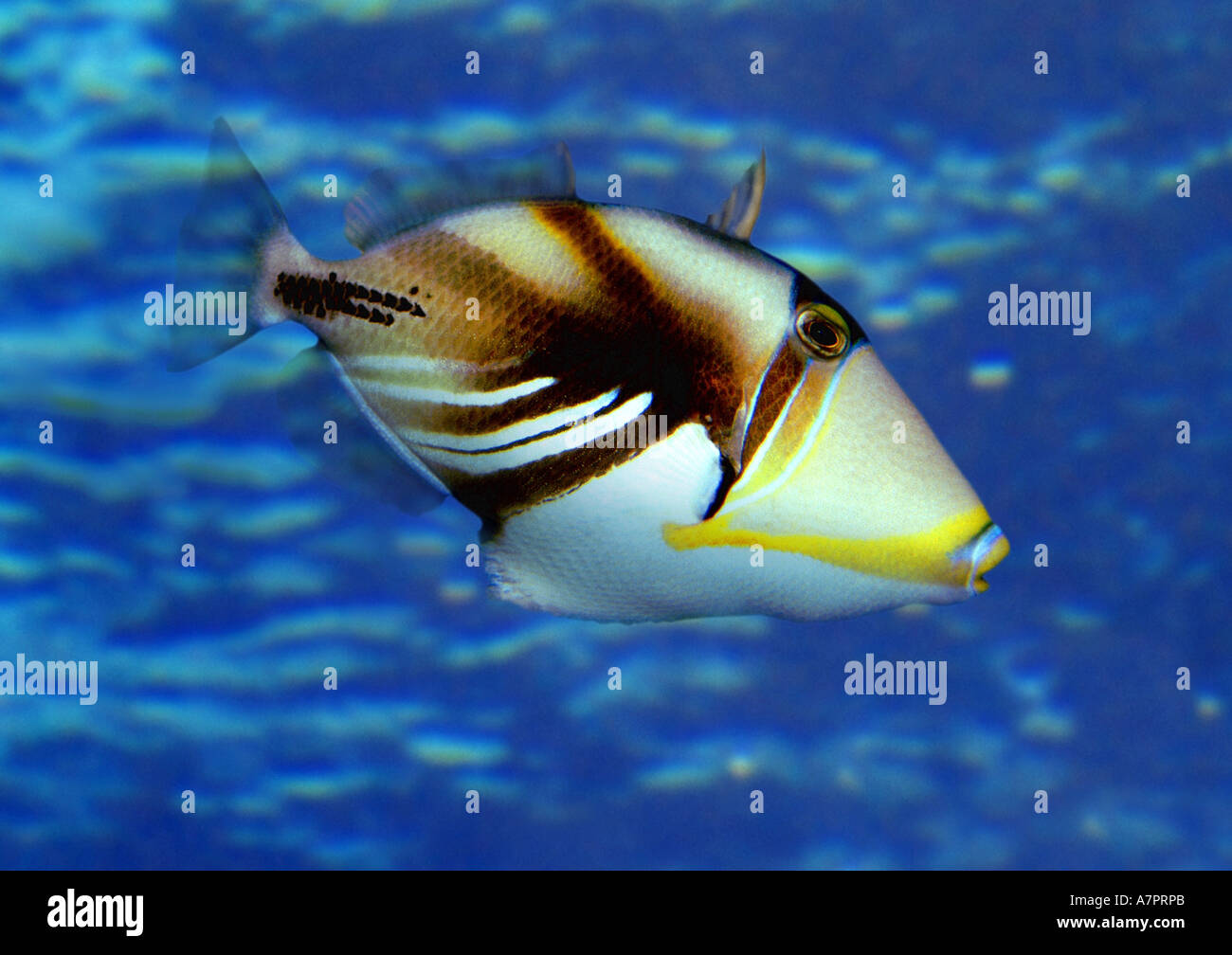 Picasso fish, humuhumu, blackbar triggerfish (Rhinecanthus aculeatus ...